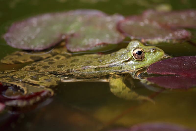 Frog close-up stock image. Image of water, reflection - 21117189