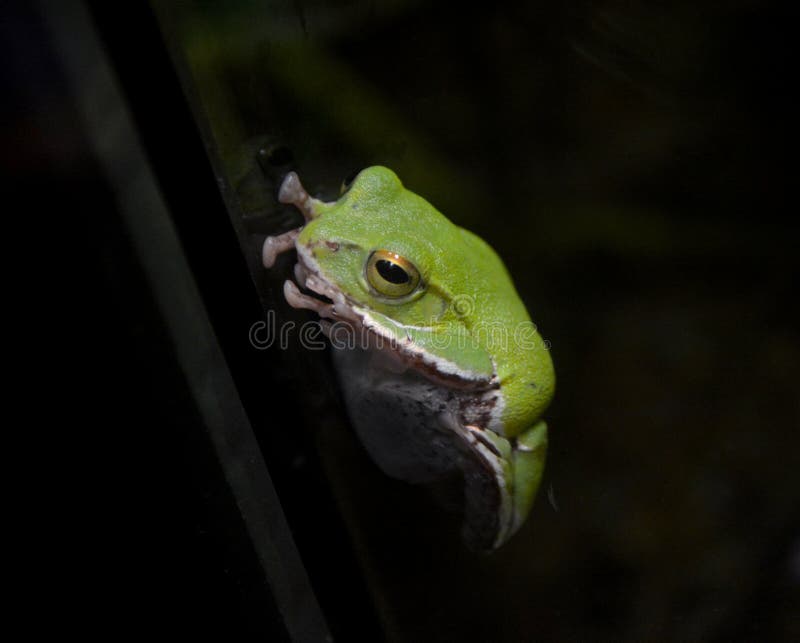 Frog Close-up stock photo. Image of reptile, sitting - 150219728