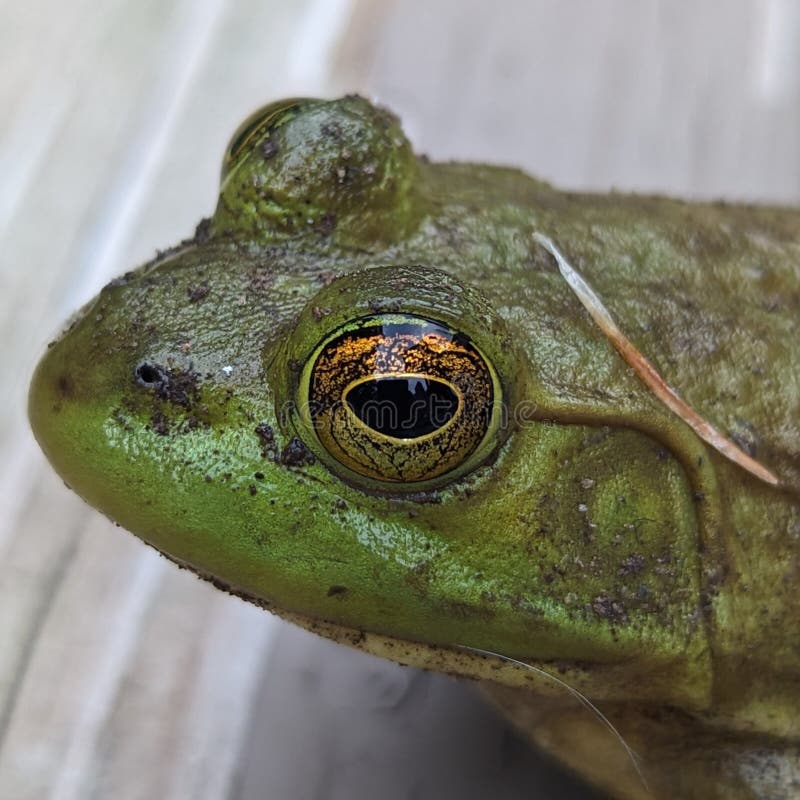 Frog stock image. Image of nature, animals, close, insect - 258792567