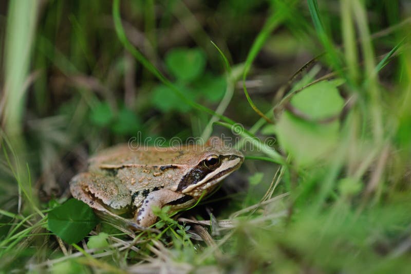 Frog. Close up. stock photo. Image of spring, macro, studio - 57263920