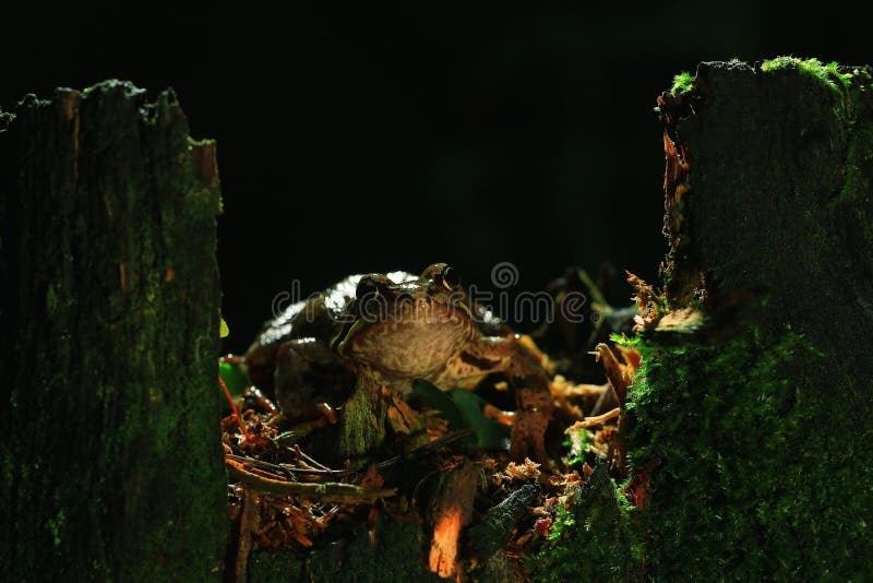 Frog close-up portrait stock photo. Image of close, frog - 61094666