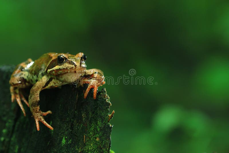 Frog close-up portrait stock photo. Image of close, nature - 62310394