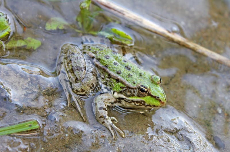 Frog close up stock image. Image of ground, environment - 78869751