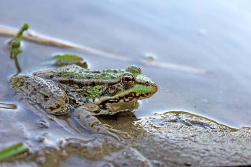 Frog close up stock photo. Image of close, reptile, bright - 78870382