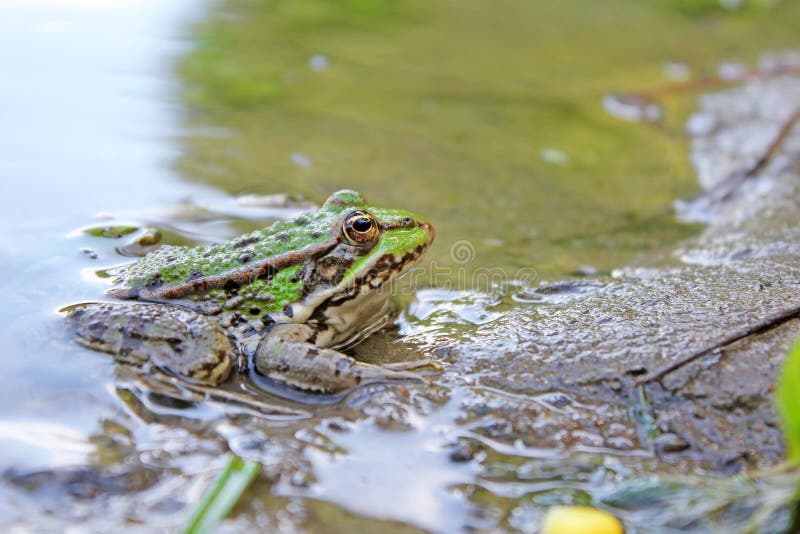 Frog close up stock photo. Image of quack, biology, standing - 78870536