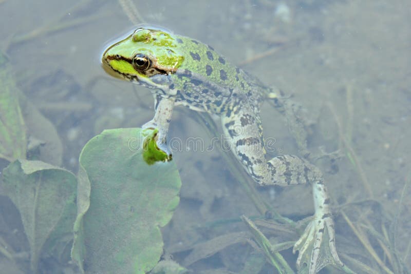 Frog close up stock photo. Image of slimy, amphibia, amphibian - 78871208