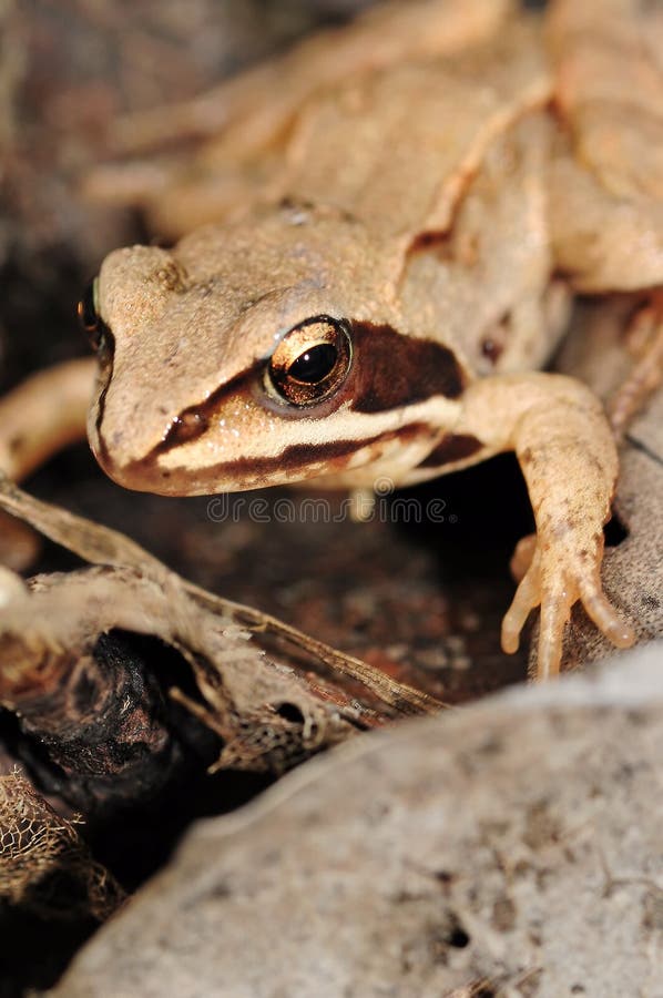 Frog closeup stock image. Image of sitting, close, environmental - 3013019
