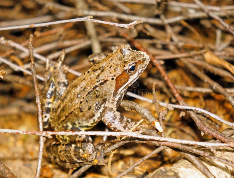 Frog Closeup Sitting on a Twig Stock Photo - Image of twig, close: 44639908