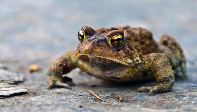 Lion King of the wild stock image. Image of carnivore - 28990323