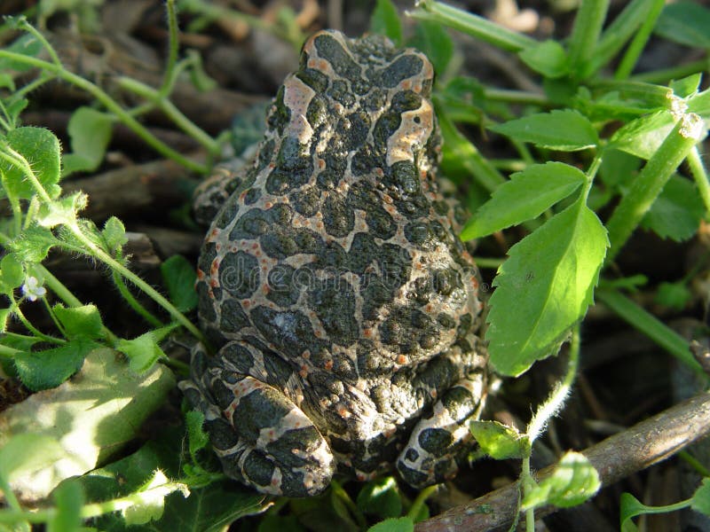 180 Tree Frog Skin Texture Stock Photos - Free & Royalty-Free Stock ...