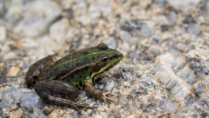The frog is coming out stock photo. Image of detail - 110866768