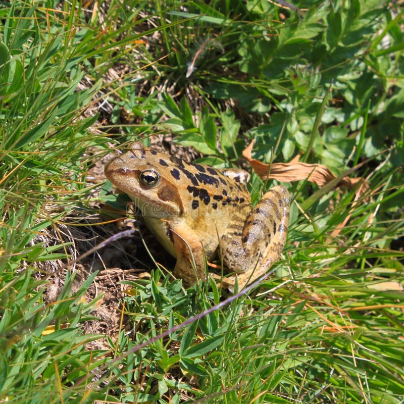 Frog stock image. Image of macro, alpine, spotted, animal - 36245437