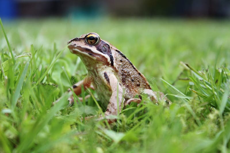 Big brown frog closeup stock photo. Image of frog, moss - 14295682