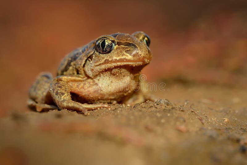 Frog Common Spadefoot - Pelobates Fuscus Stock Image - Image of digging ...