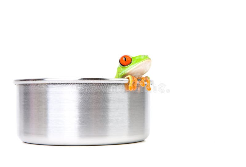 Frog on cooking pot stock image. Image of cooking, redeyed - 4840405
