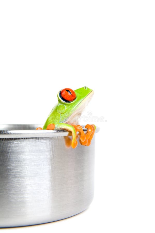 Frog on Cooking Pot Isolated Stock Image - Image of nature, cute: 4840403