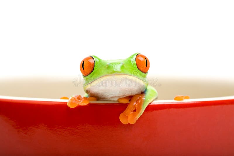Frog in Cooking Pot Isolated O Stock Photo - Image of cuisine, french ...