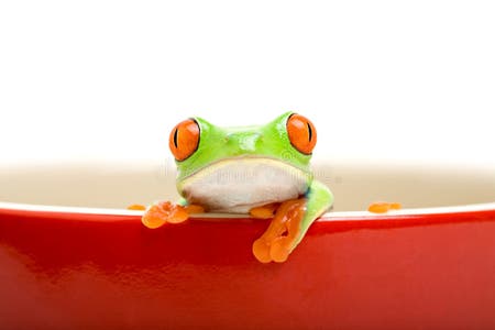 Frog in Cooking Pot Isolated O Stock Photo - Image of cuisine, french ...