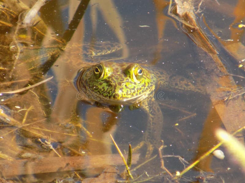 Frog stock photo. Image of cool, toad, frog, life, green - 72085382