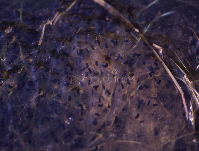 Frog Corpse and Tadpoles in the Pond Stock Image - Image of mudy, teich ...