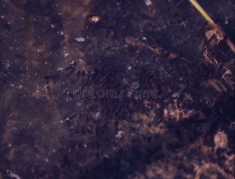 Frog corpse and tadpoles stock image. Image of spawn - 194439699