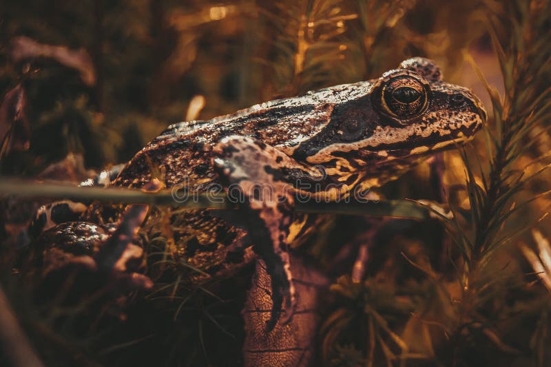 Frog Crawling on the Moss in the Forest Stock Image - Image of animal ...