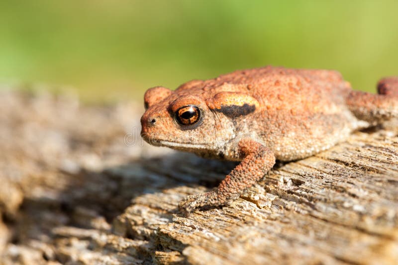 Frog Crawling on the Moss in the Forest Stock Image - Image of animal ...