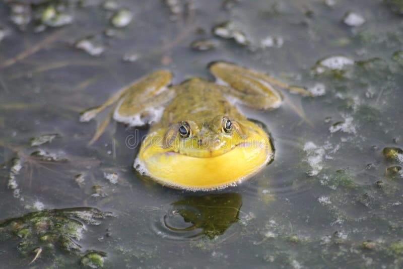 Frog Croaking Looking for a Mate Stock Photo - Image of invertebrate ...