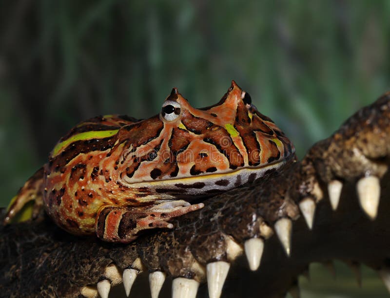 Frog on a crocodile stock image. Image of crocodile, command - 73602119