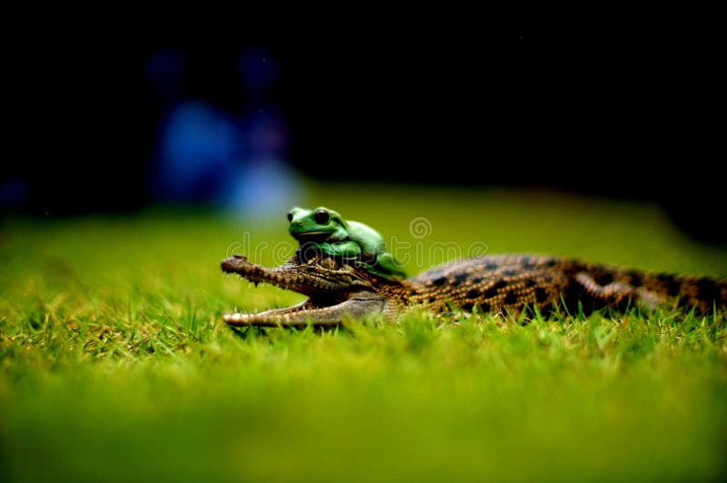 Frog and Crocodile stock photo. Image of weird, ride - 89674454