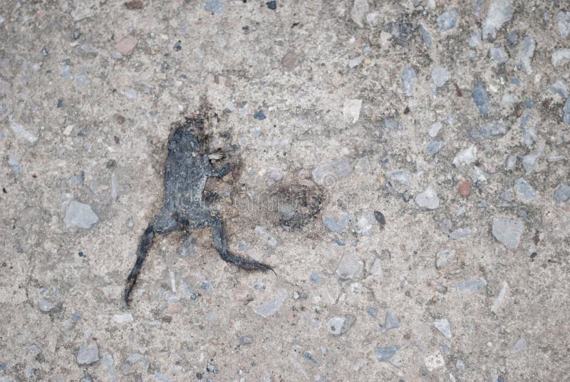 Frog crushed on the street stock image. Image of cracked - 96313433