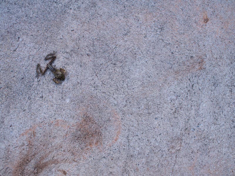 Frog Died on the Street stock image. Image of outdoor - 93139111