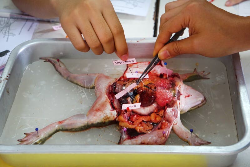 Education Anatomy Frog and Respiratory System of Frog in Laboratory ...