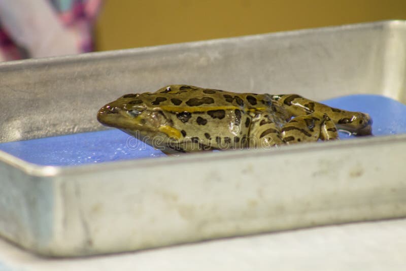 Dissection of Frog and Fish Stock Image - Image of dissect, foot: 26463757