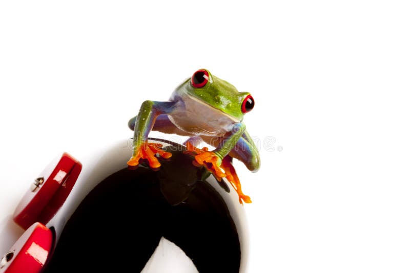Frog Driver stock photo. Image of frog, damp, callidryas - 12515818
