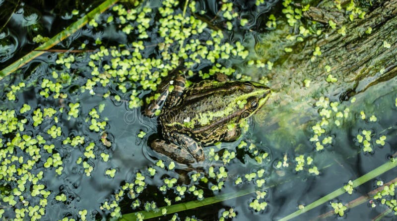 Frog on the Drowned Tree with Moss Stock Photo - Image of sticky ...