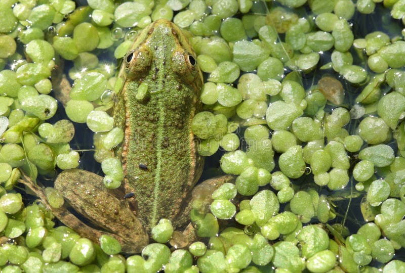 Duckweed stock image. Image of landscape, beautiful, parks - 7025857