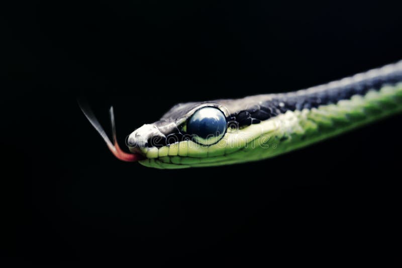 Snake, animals, stock photo. Image of bokeh, dumpy, face - 98877092