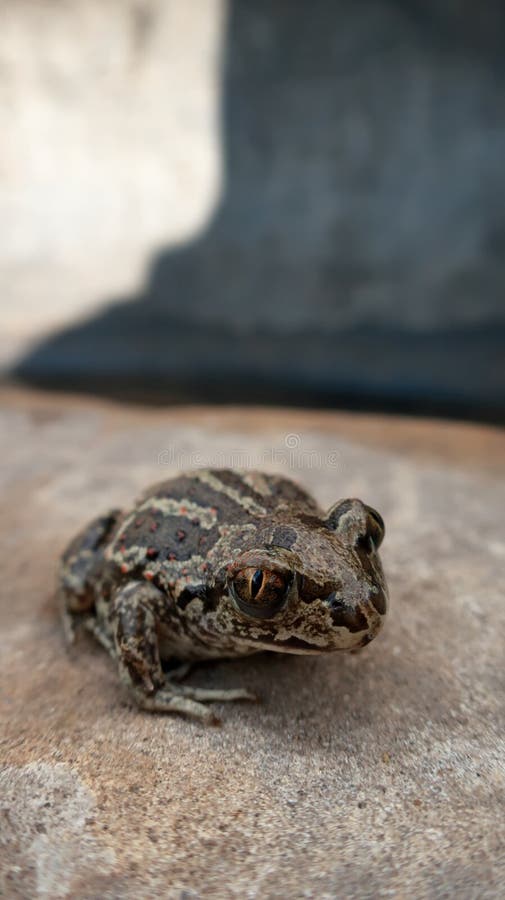 Earth Frog stock photo. Image of excellent, calendars - 99476374