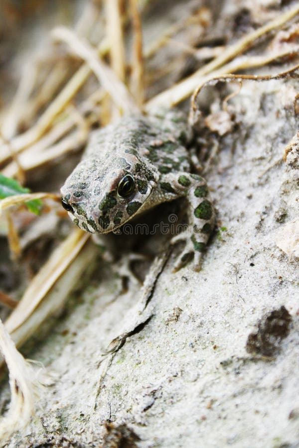 Frog on ground stock image. Image of herb, ground, earth - 44582703