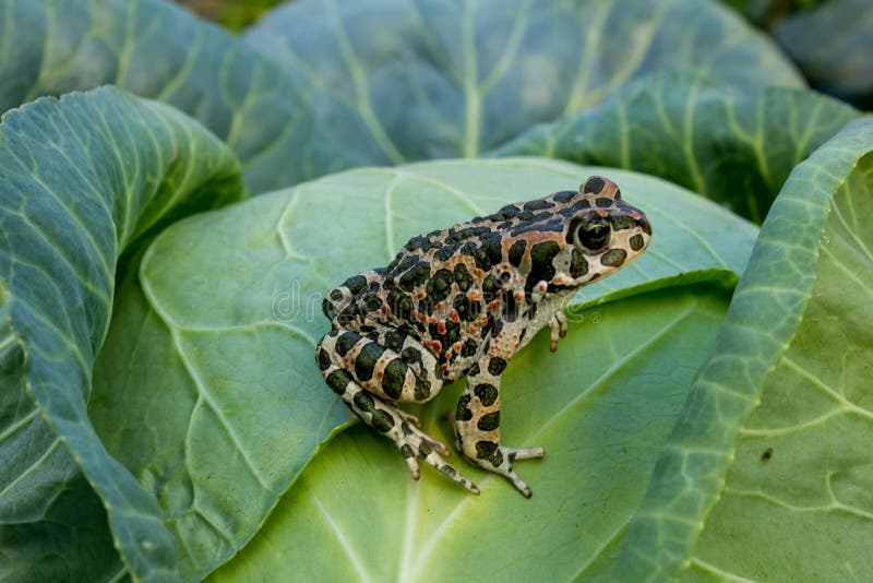 Frog stock photo. Image of farm, cabbage, garden, vegetables - 39603478