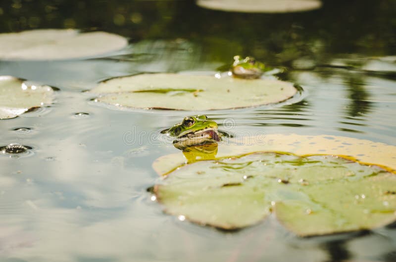 Frog Eats a Worm. Subject of the Wild Nature. in the Swamp on a Leaf of ...