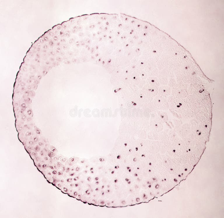 Frog Egg Under the Microscope Stock Image - Image of genetic ...