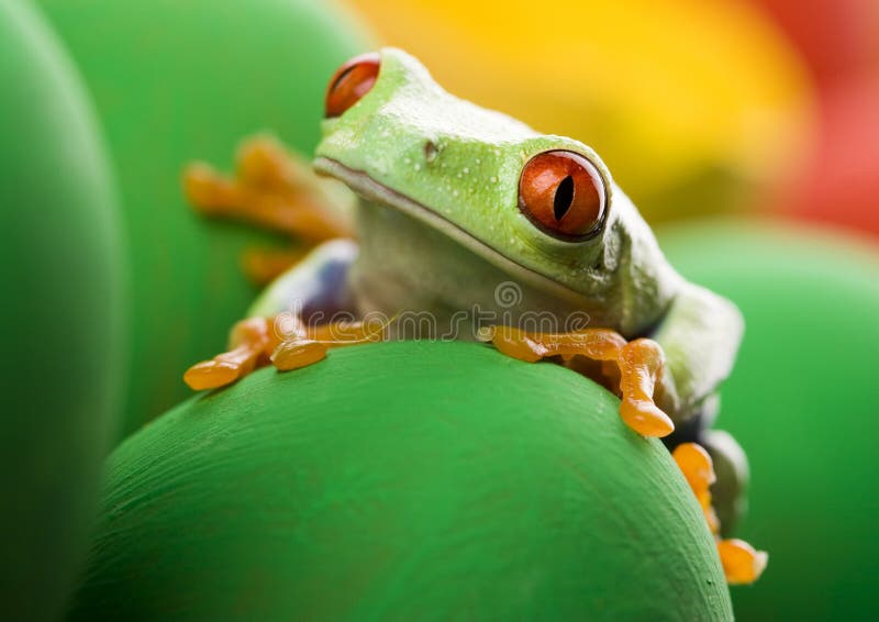 Food To Celebrate Frogs Day Stock Photos - Free & Royalty-Free Stock ...