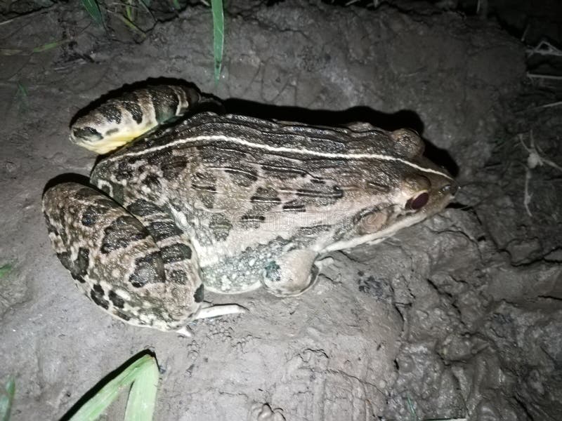 Frog Frog Eggs Frog Company Frog Capgemini Frog Characteristics Class ...