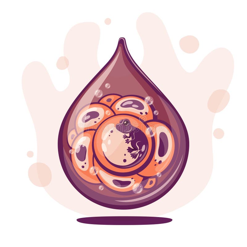 Frog Eggs in a Drop of Water Stock Vector - Illustration of process ...