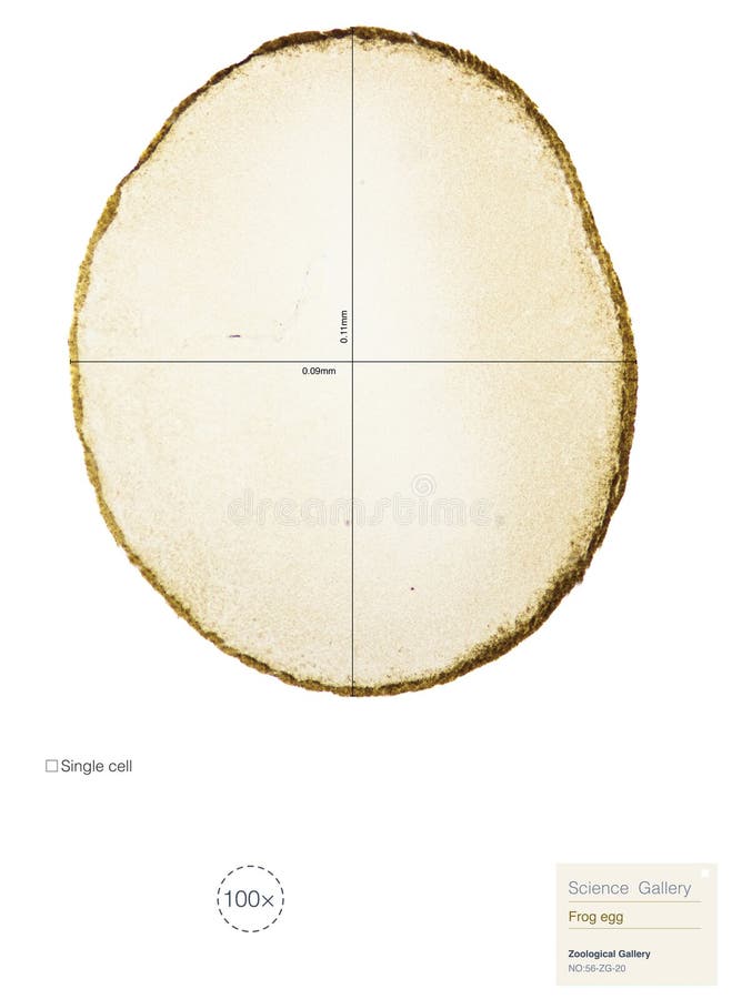 Frog Eggs in the Single-cell Phase Stock Image - Image of grains ...