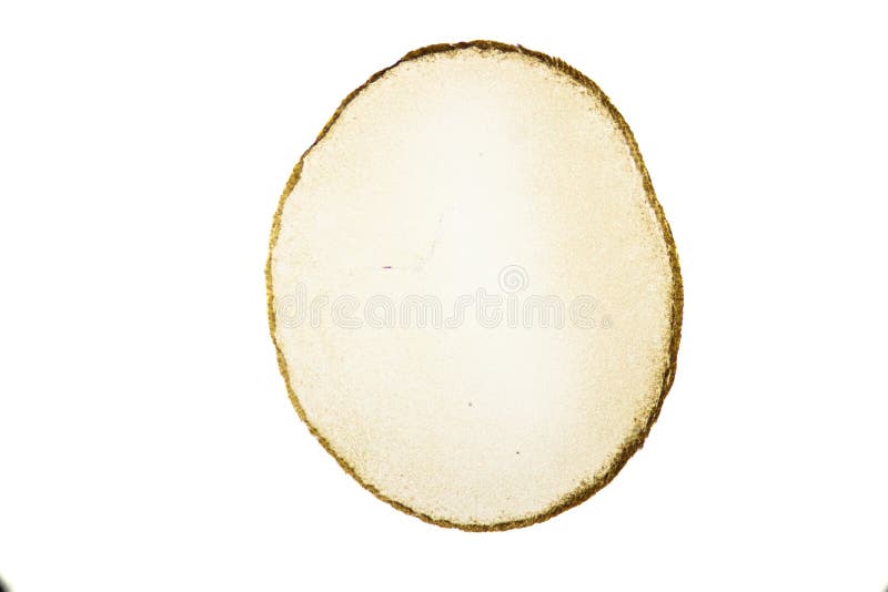 Frog Eggs in the Single-cell Phase Stock Photo - Image of cell ...