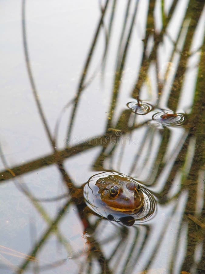 Frog stock photo. Image of lake, emerging, nature, eyes - 43176274