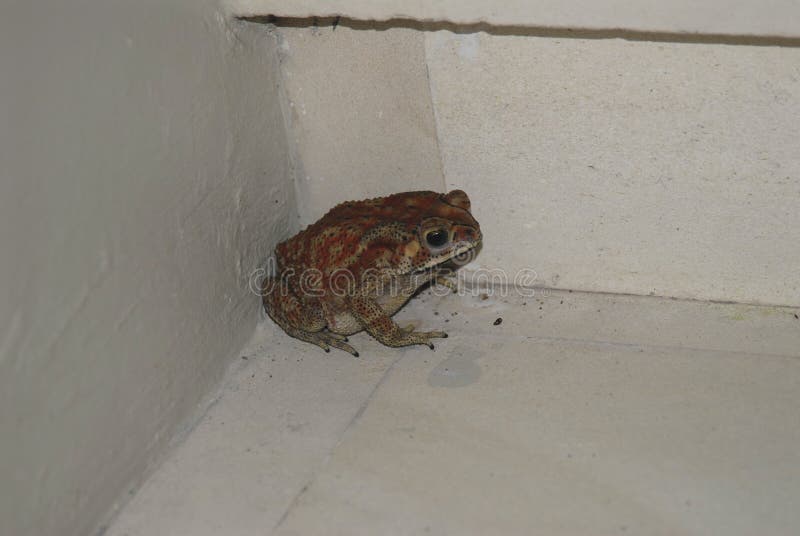 Frog Encounter in a Bali Hotel Room Corner Stock Image - Image of ...